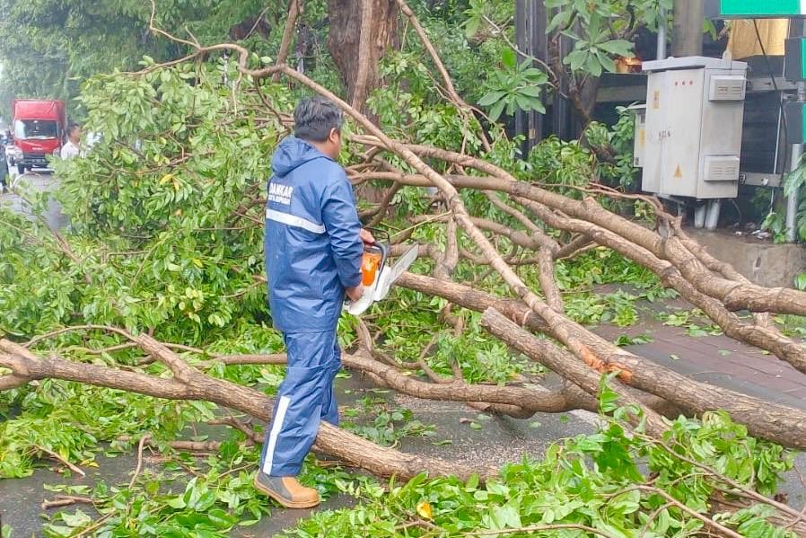 Cuaca Ekstrim Sebabkan Sejumlah Pohon Tumbang di Wilayah Denpasar ...